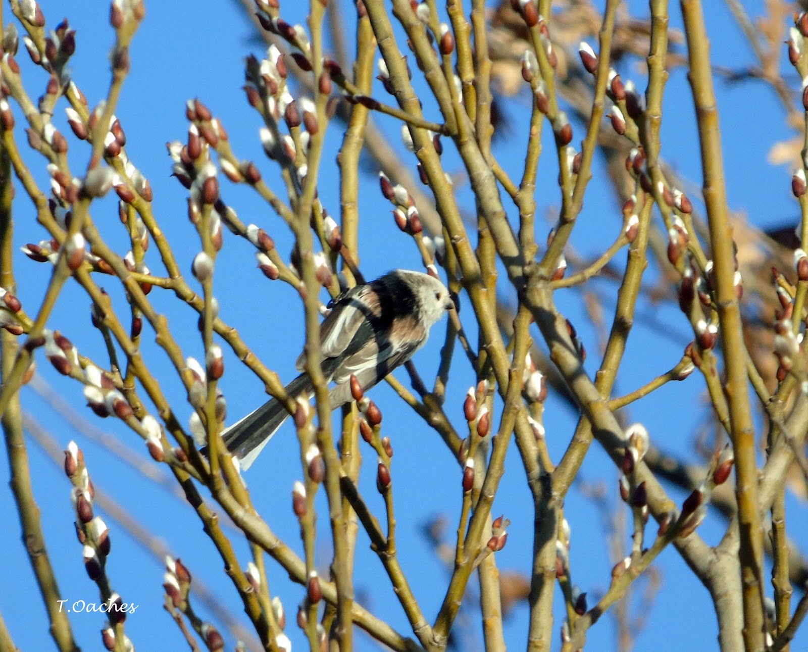 PASARI DIN ROMANIA: PITIGOI CODAT, Aegythalus caudatus