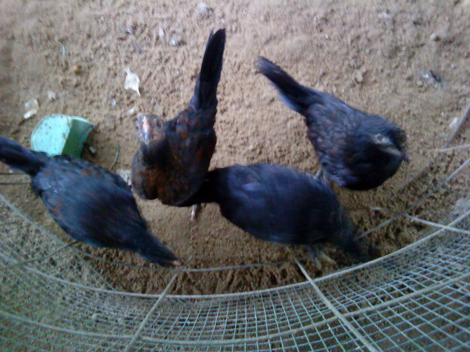 Wb8b@Cirj GameFarm: Breeding and Ranging to Keep Them Healthy.