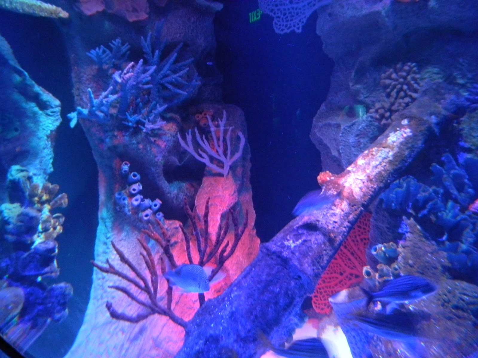 The "Unknown" Florida: Sea Life Aquarium- Orlando, FL