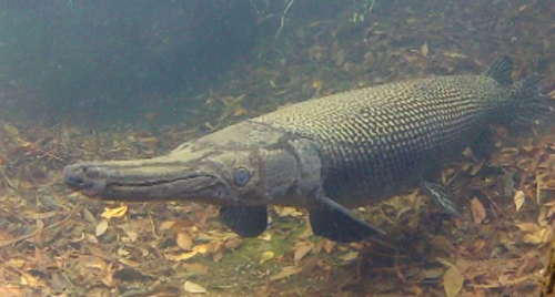 The Show Me Fly Guy: Monday's Alligator Gar/Asian Carp Post- A Follow Up