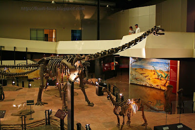 Amazing ! Dinosaur Fossils in Thailand