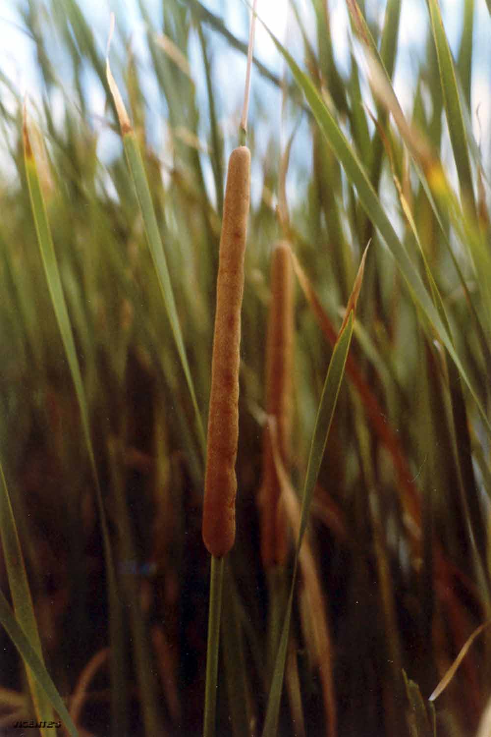 Las flores silvestres de Hormaza: Typha domingensis