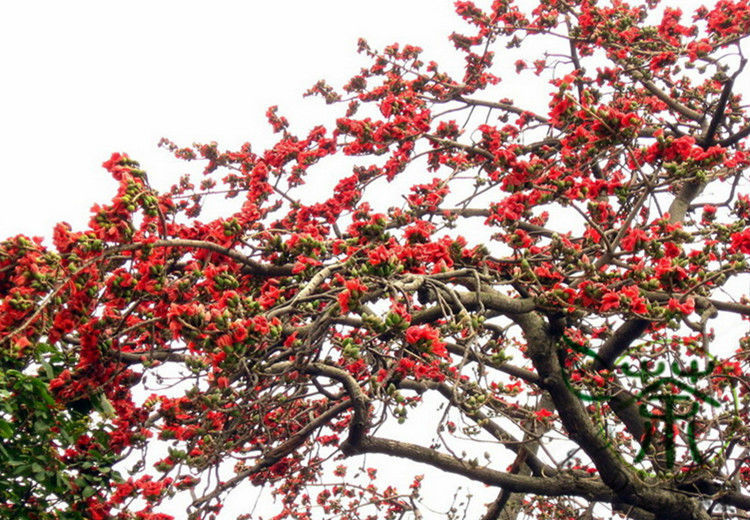 Rational & Sane: Mission: Let`s Plant- Issue#01 "Words From The Expert"