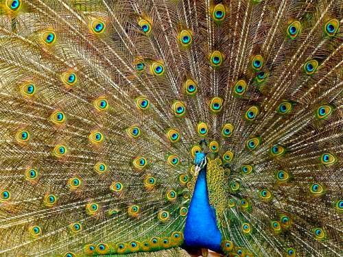 Indian peafowl - Blue peacock | Birds of India | Bird World