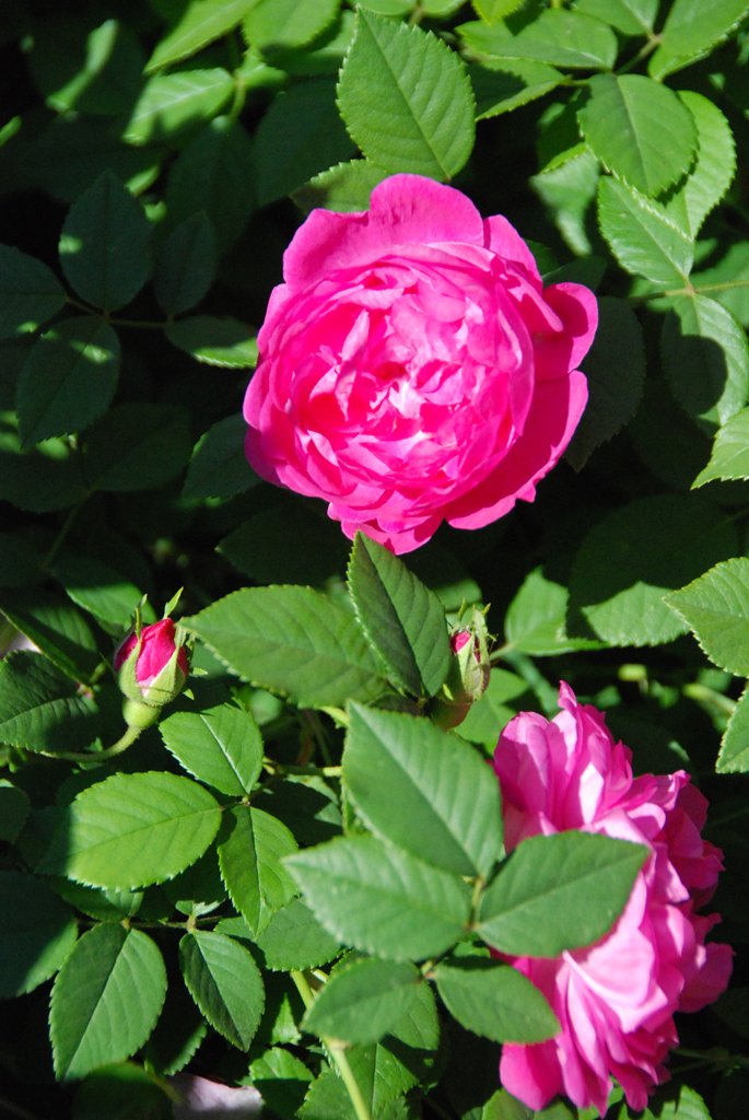 Gaia Garden: Helen Jane's rose