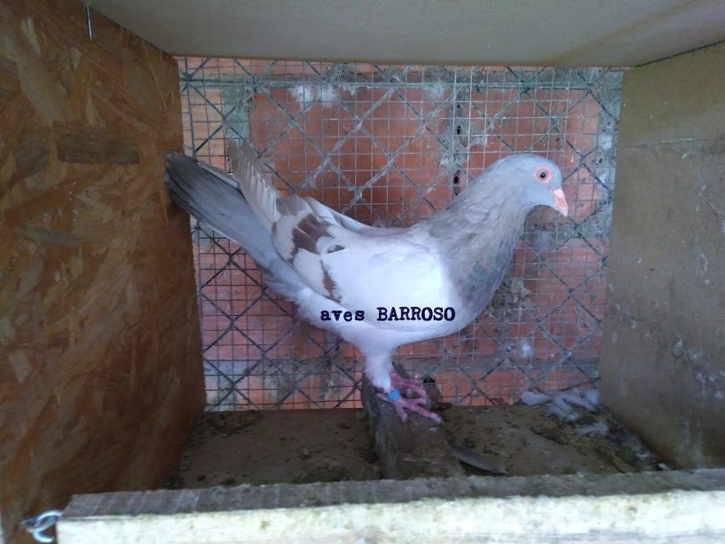 Aves Barroso - Pombos de Exposição: Casal de pombos ROMANOS para venda