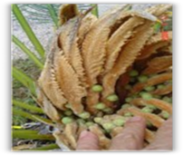 e-modul: E-Modul Plantae