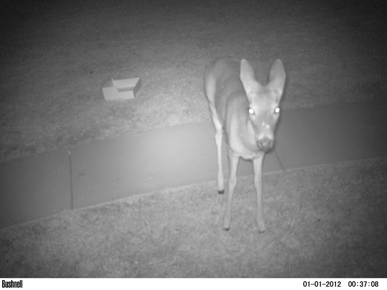 Windy Acres Diary: Deer Behavior and Pictures