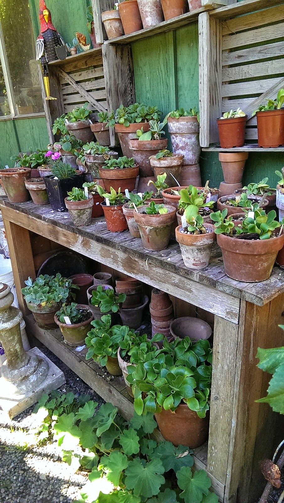 The Outlaw Gardener: A September Stroll around Old Goat Farm