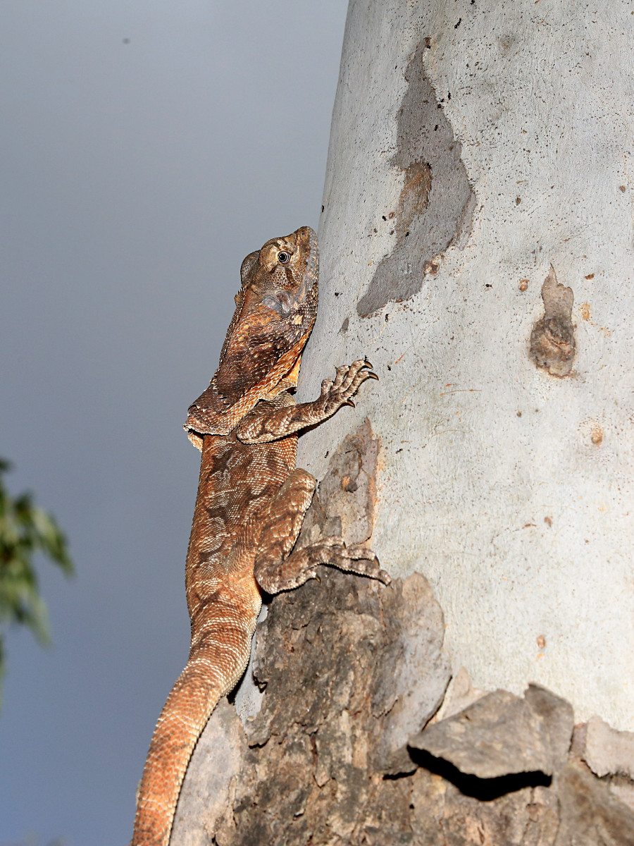 Lizards 9 Yellow Headed Day Gecko