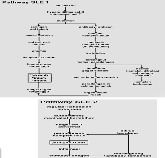 pathway SLE