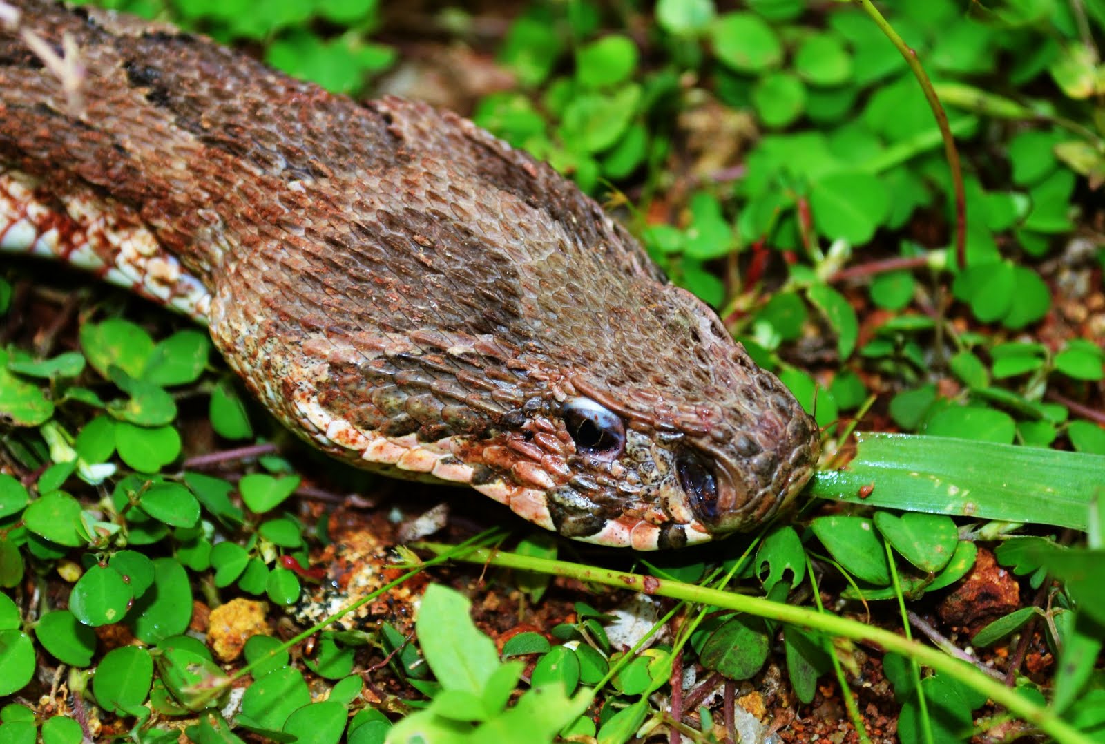 Snakes of India: Russell's Viper