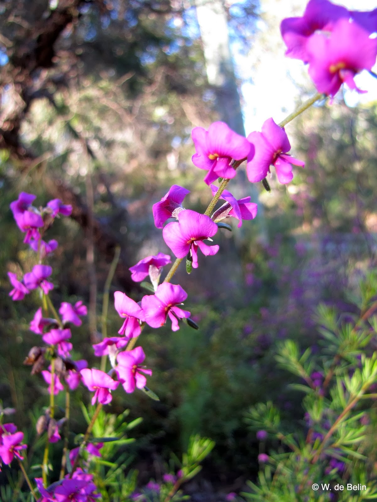 Sydney's Wildflowers and Native Plants: Mirbelia speciosa - Purple ...