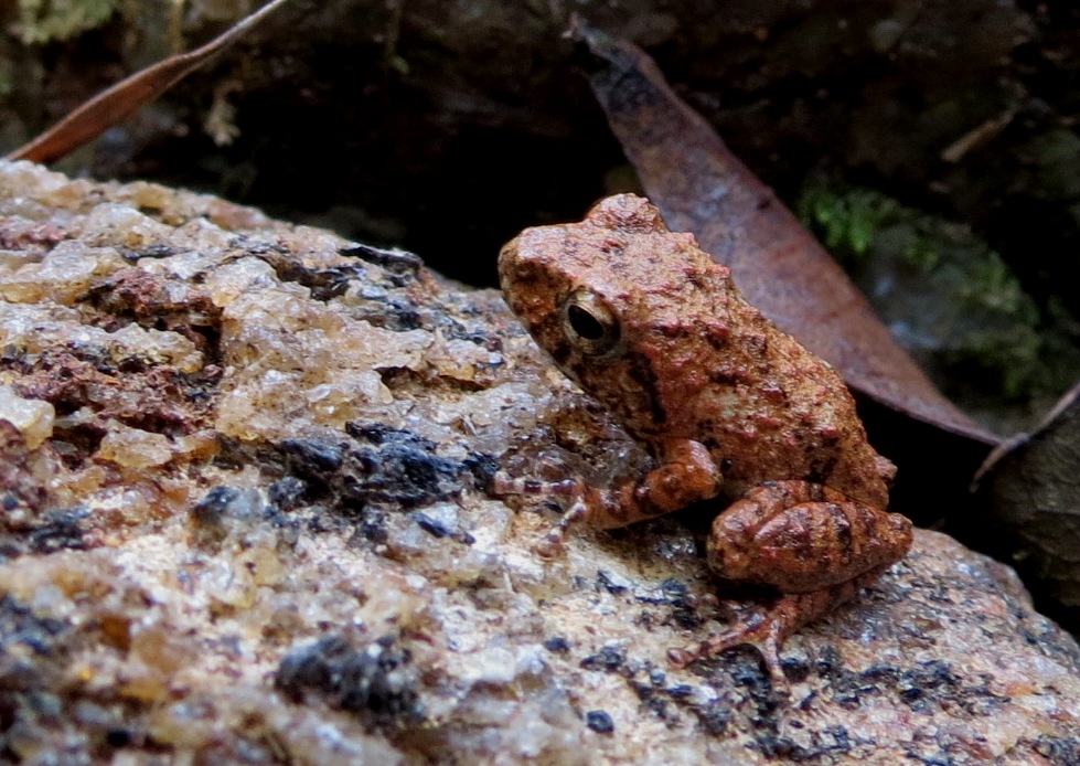 harithacharika - Travelling Nature in Sri Lanka: Knuckels - Meemure