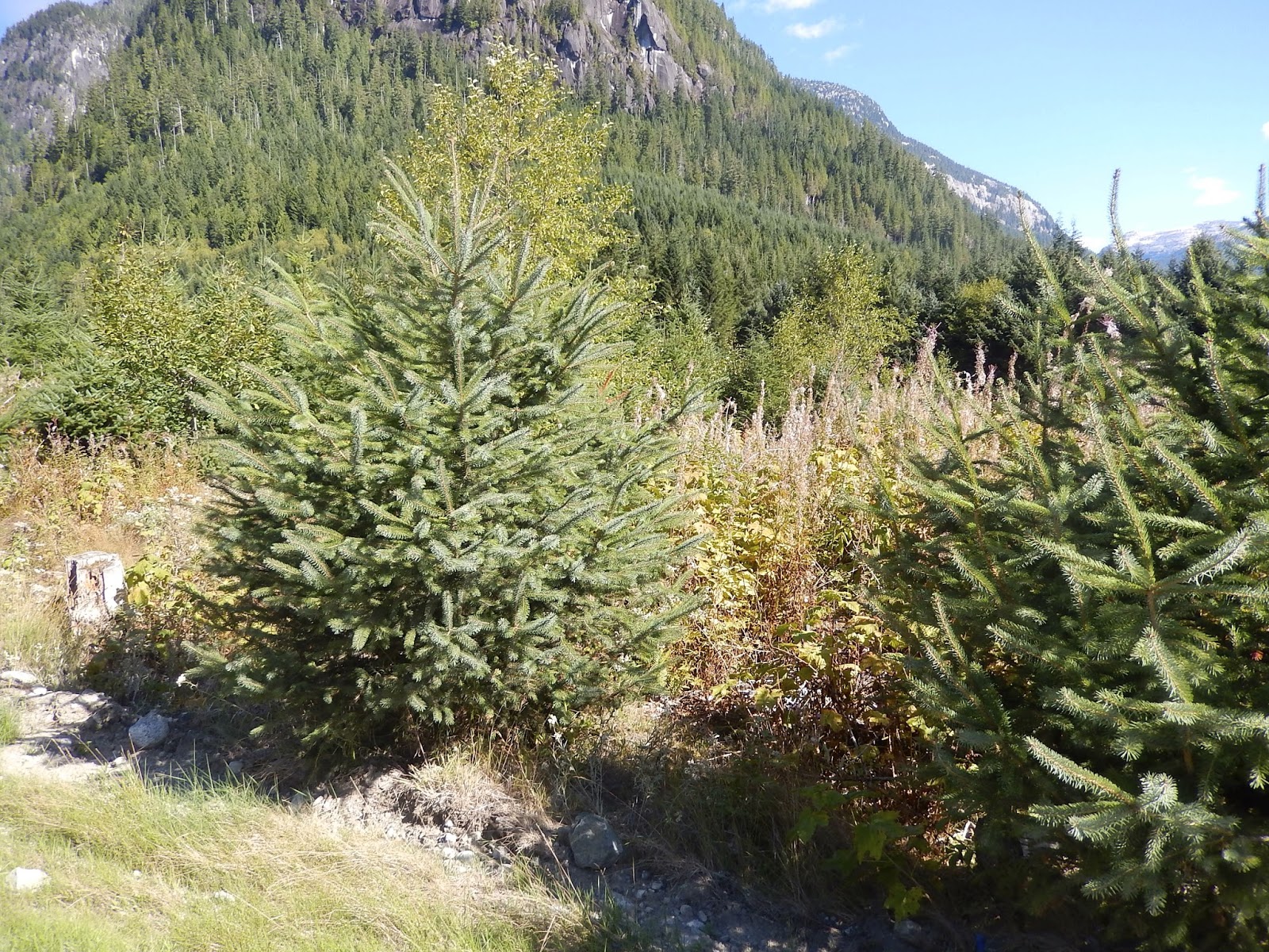 Sitka Spruce Info