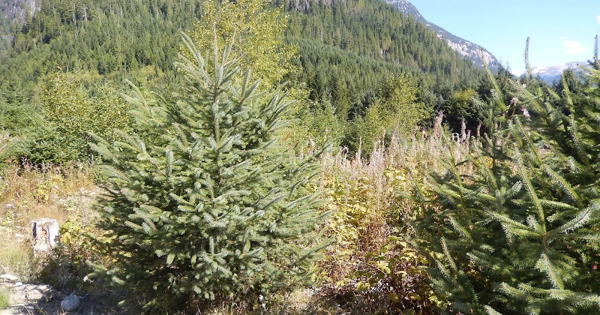 Powell River Books Blog: Coastal BC Plants: Sitka Spruce