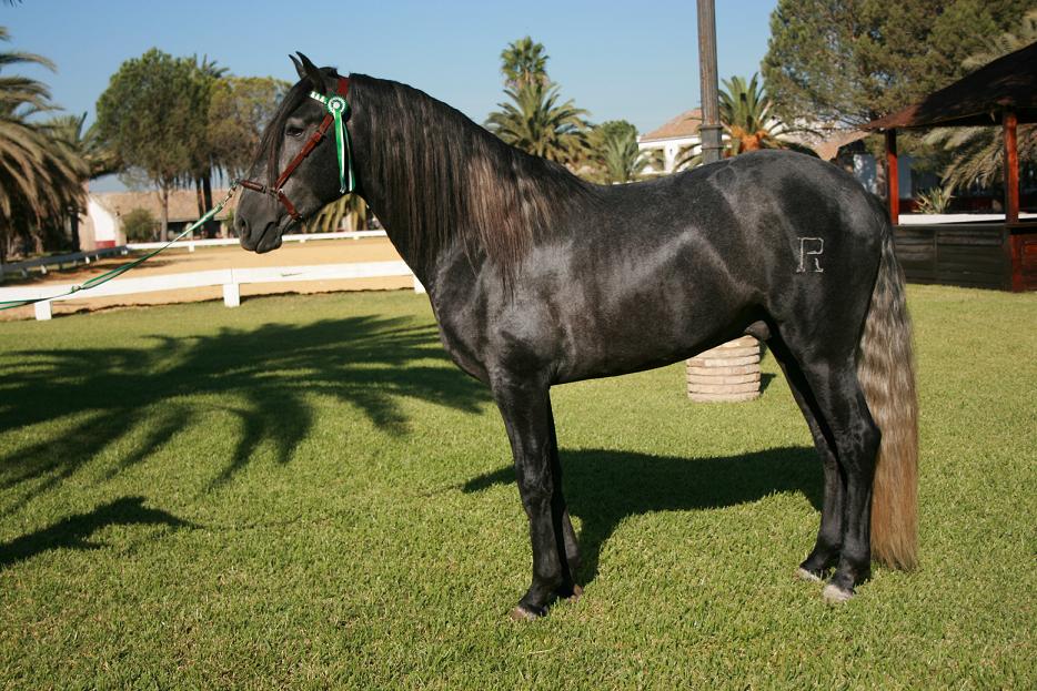 Peralta-Caballos PRE venta-Yeguada Pura Raza Español y CDE-Spanish ...