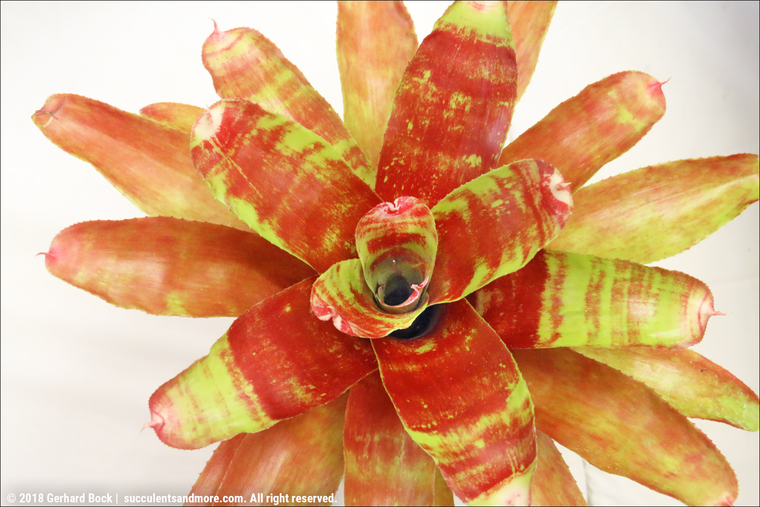Bodacious bromeliads at Sacramento Bromeliad Society show