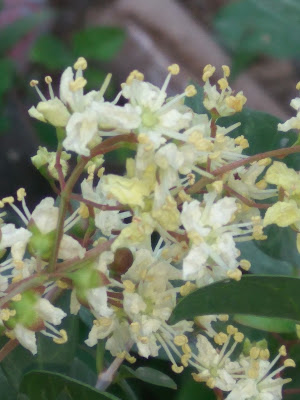 Suloshomegarden: HENNA BLOSSOM