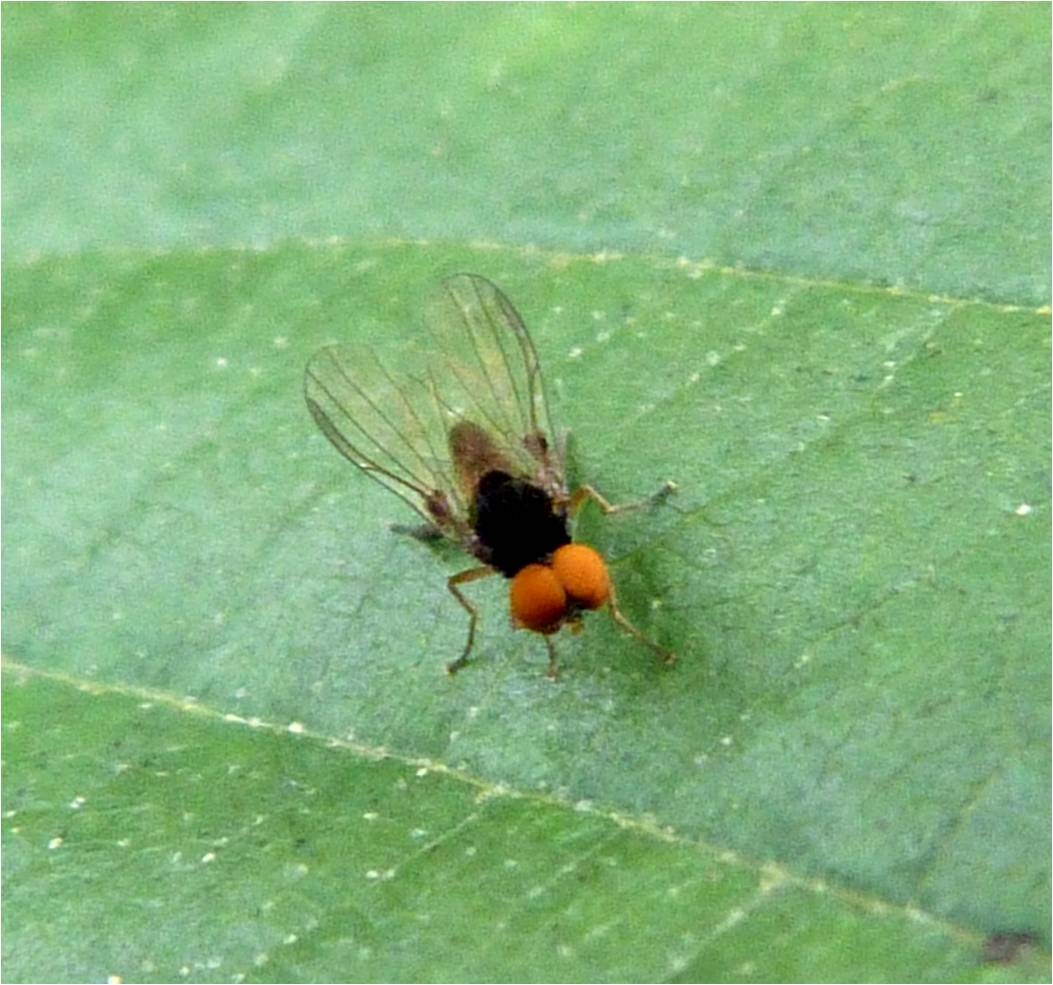 Insects of Scotland: Other Flies/Picture-wing Flies
