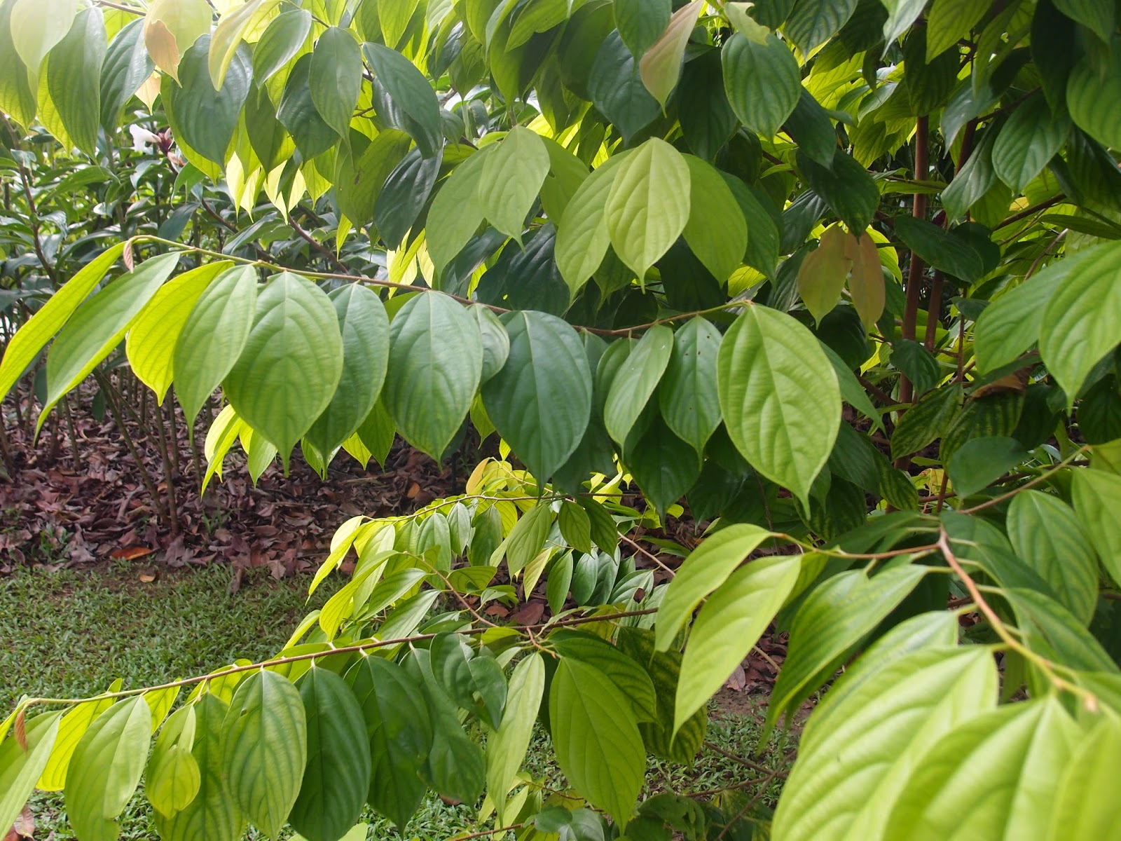 LI NA HERBS: POKOK PETALING