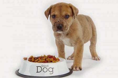 RAZAS DE PERROS: ¿COMO CAMBIAR LA COMIDA A TU PERRO?