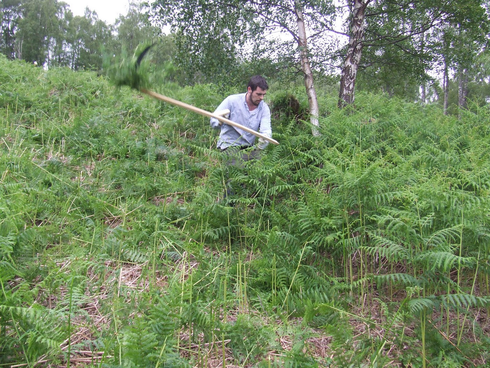 The Native Woods Co-operative (Scotland) Ltd: Bracken control