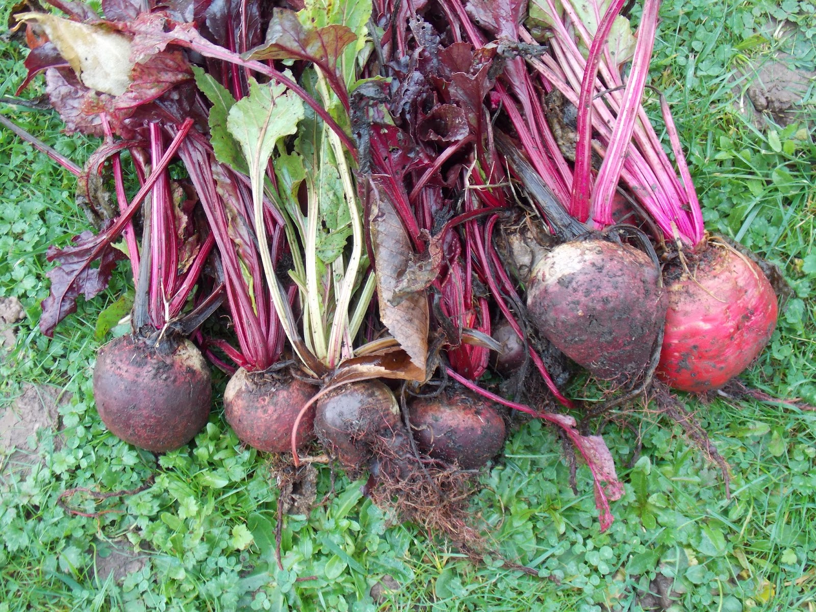 Le semis de betterave en cellules ou godets