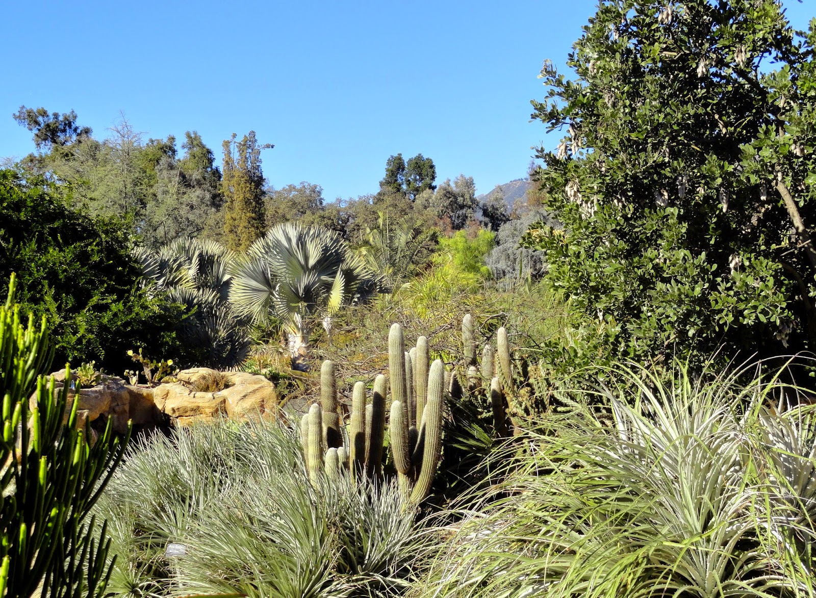 danger garden: A visit to the Los Angeles County Arboretum and Botanic ...