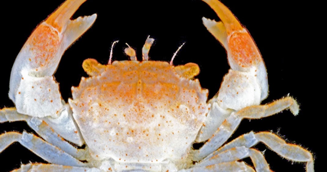 Species New to Science: [Crustacea • 2020] Nanoplax thomai ...