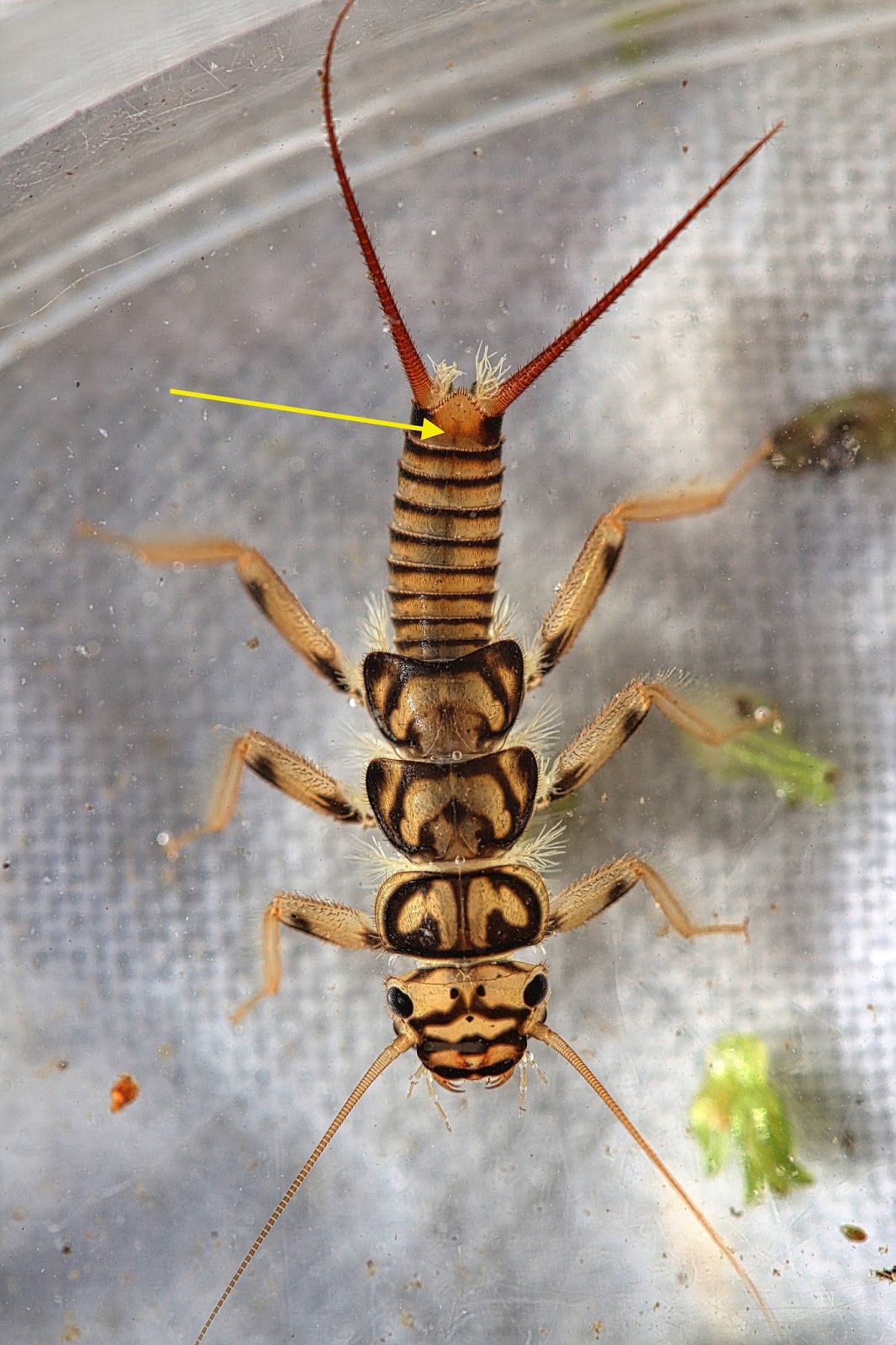 Aquatic Insects of Central Virginia: October 2016