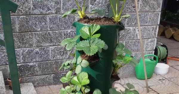 Pì Creativa: Orto sul balcone: Fragoliera fai da te