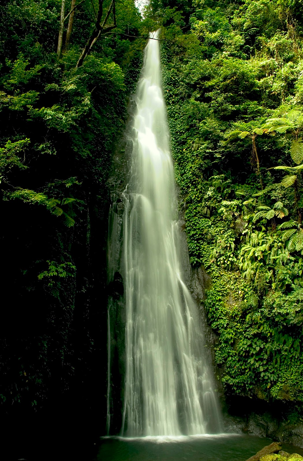 Silay: An Organic Paradise: January 2014