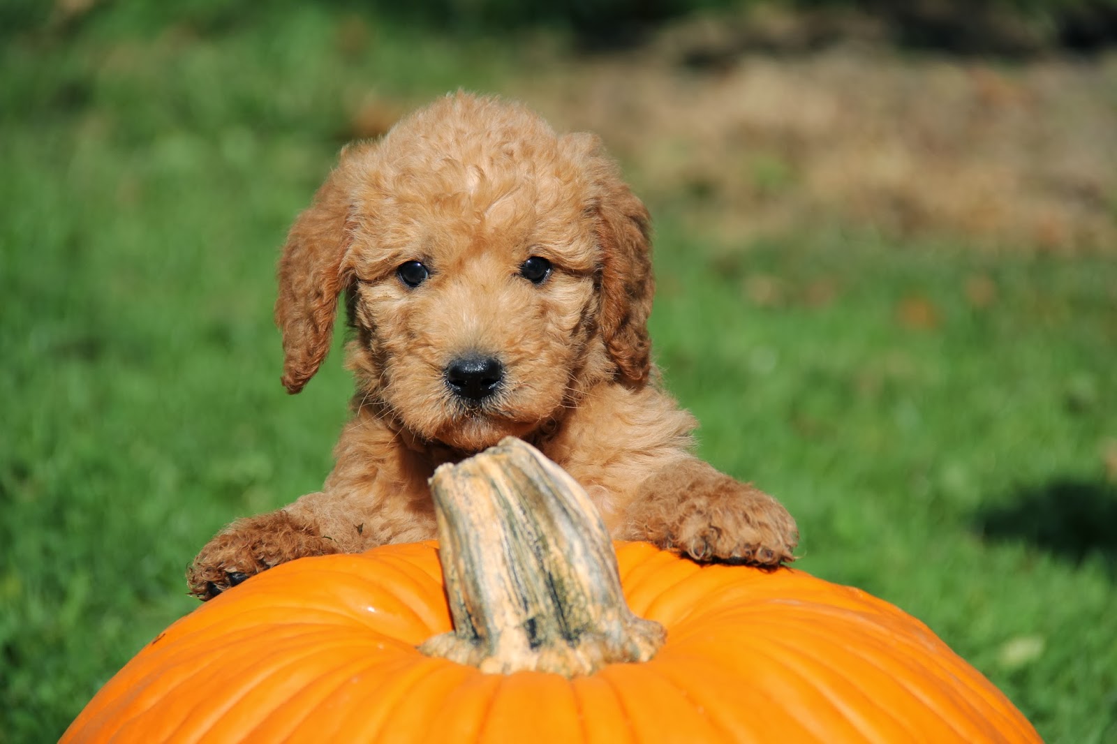 Yesteryear Acres - Doodle Days : Pumpkin Doodles