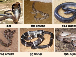 සර්පයන් ගැන දැන ගනිමු (01 කොටස)