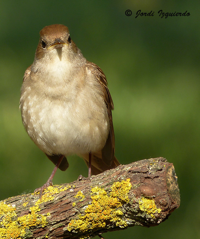 ...NATURA FOTOGRÀFICA: 1/5/13 - 1/6/13