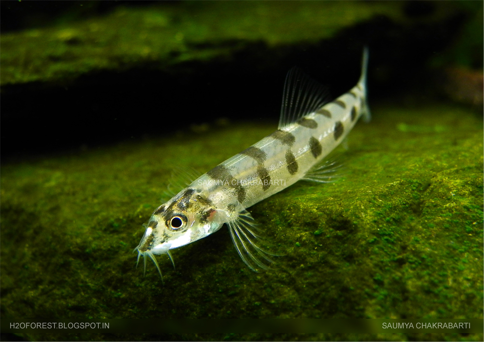h2o forest: INDIAN LOACHES : 2 - Schistura corica (Nemacheilus corica)