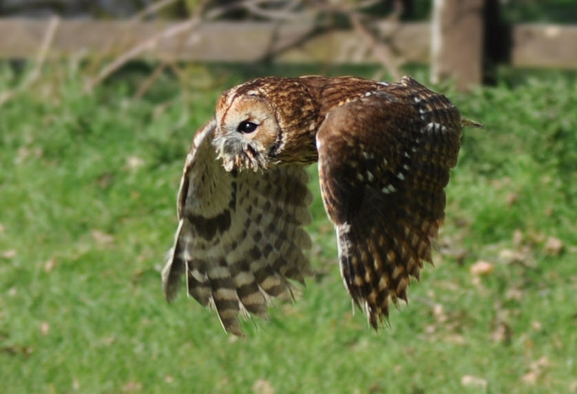 Tawny Owl | The Life of Animals