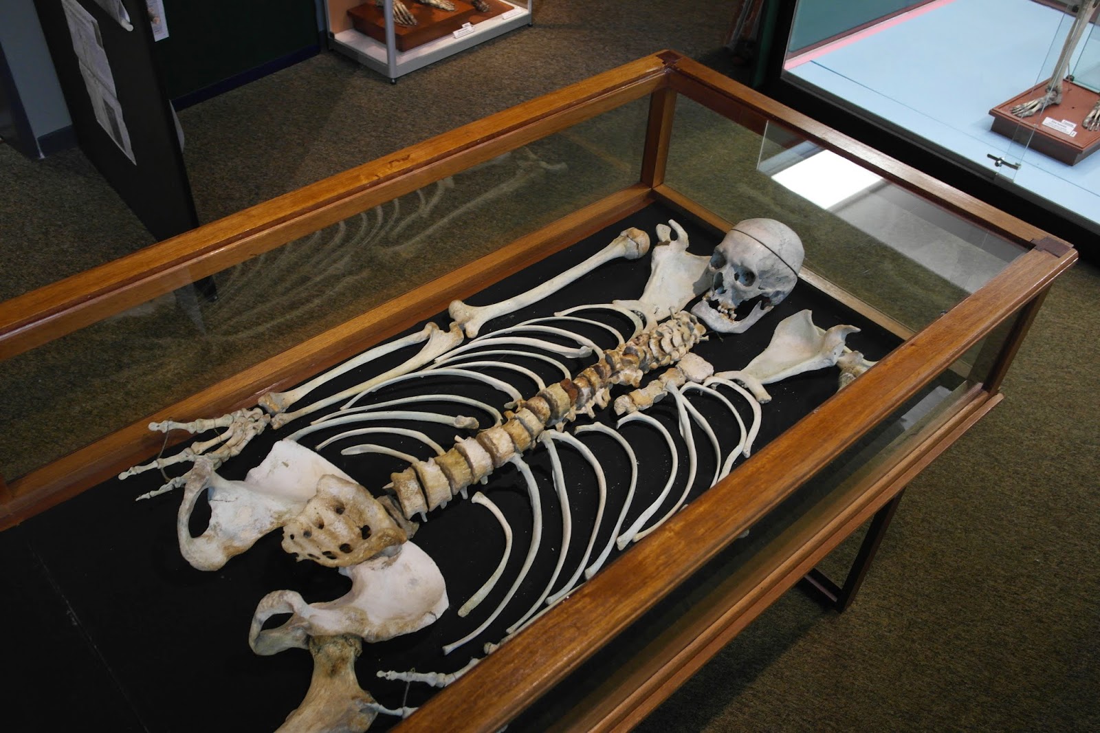 Blog des Amis du Muséum régional des Sciences naturelles (MuNat) à Mons ...