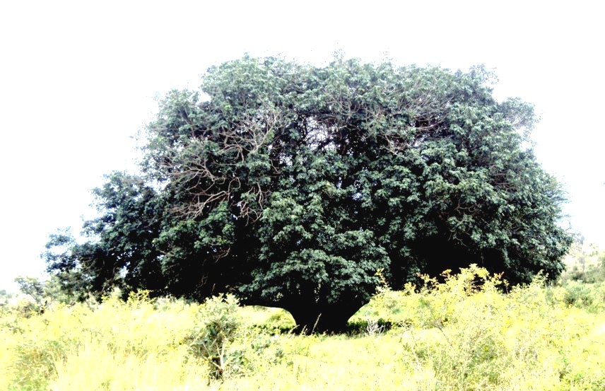 Thabiso: Natal Mahogany (Trichelia emetica)