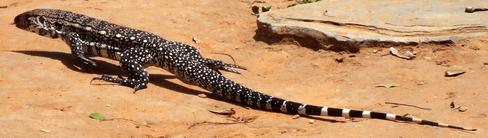 FOTOS DA CHAPADA DIAMANTINA - BAHIA - BRASIL.: Lagarto Teiú ou Tejú ...