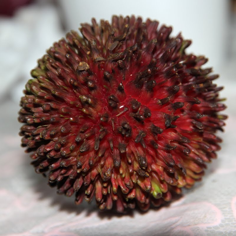 Click! Snap! Shot!: Pulasan