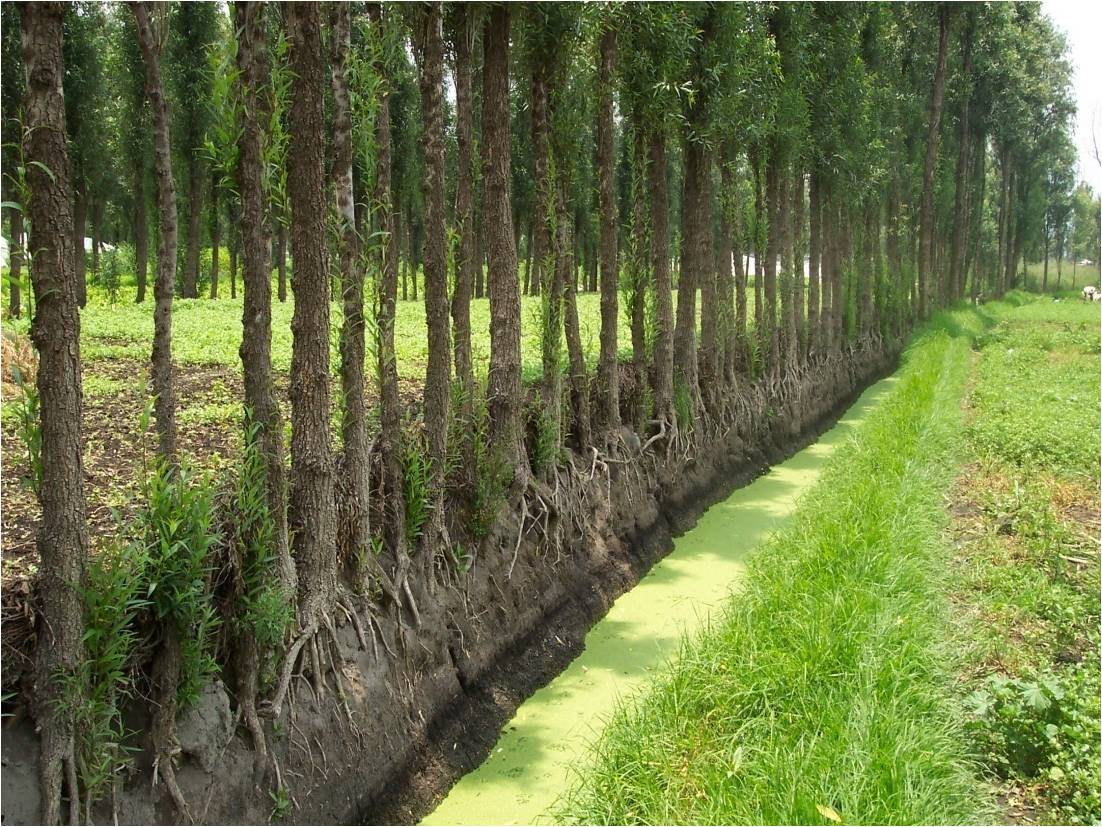 El cuexcomate: La chinampa, legado de la zona lacustre de la cuenca de ...