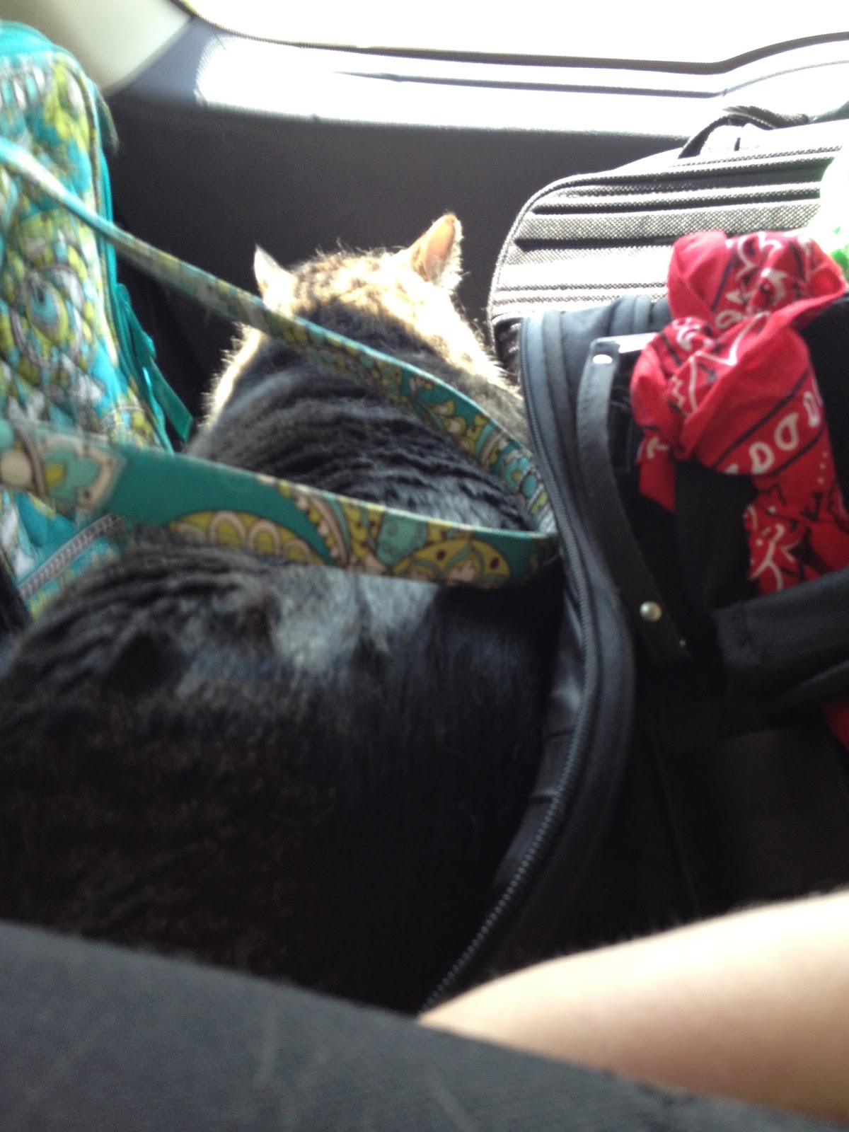 Polka-Dotty Place: Road Tripping with CATS