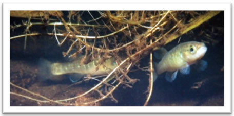 The Fish Files: Musings on the Olympic Mudminnow