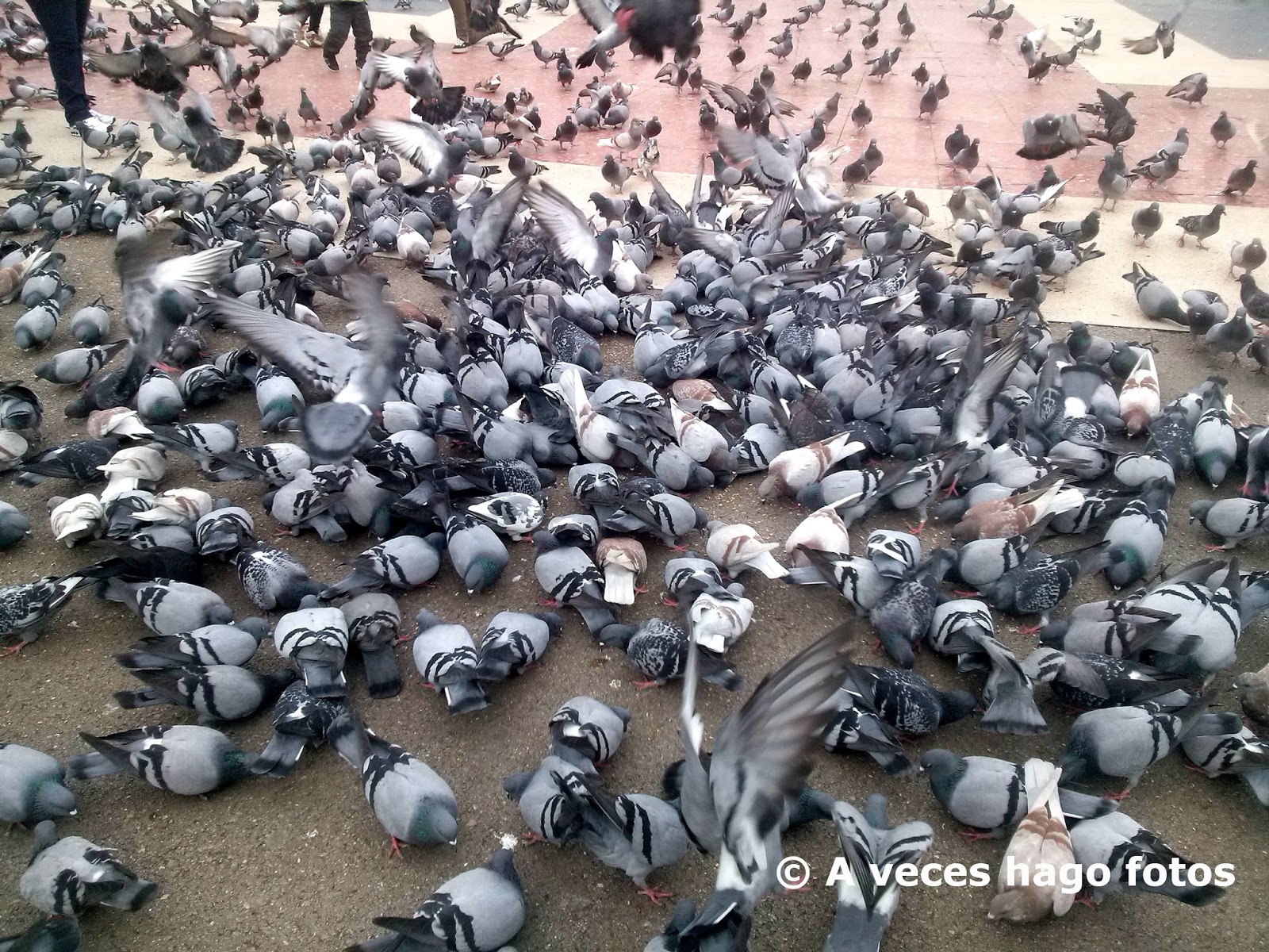 A veces hago fotos ...