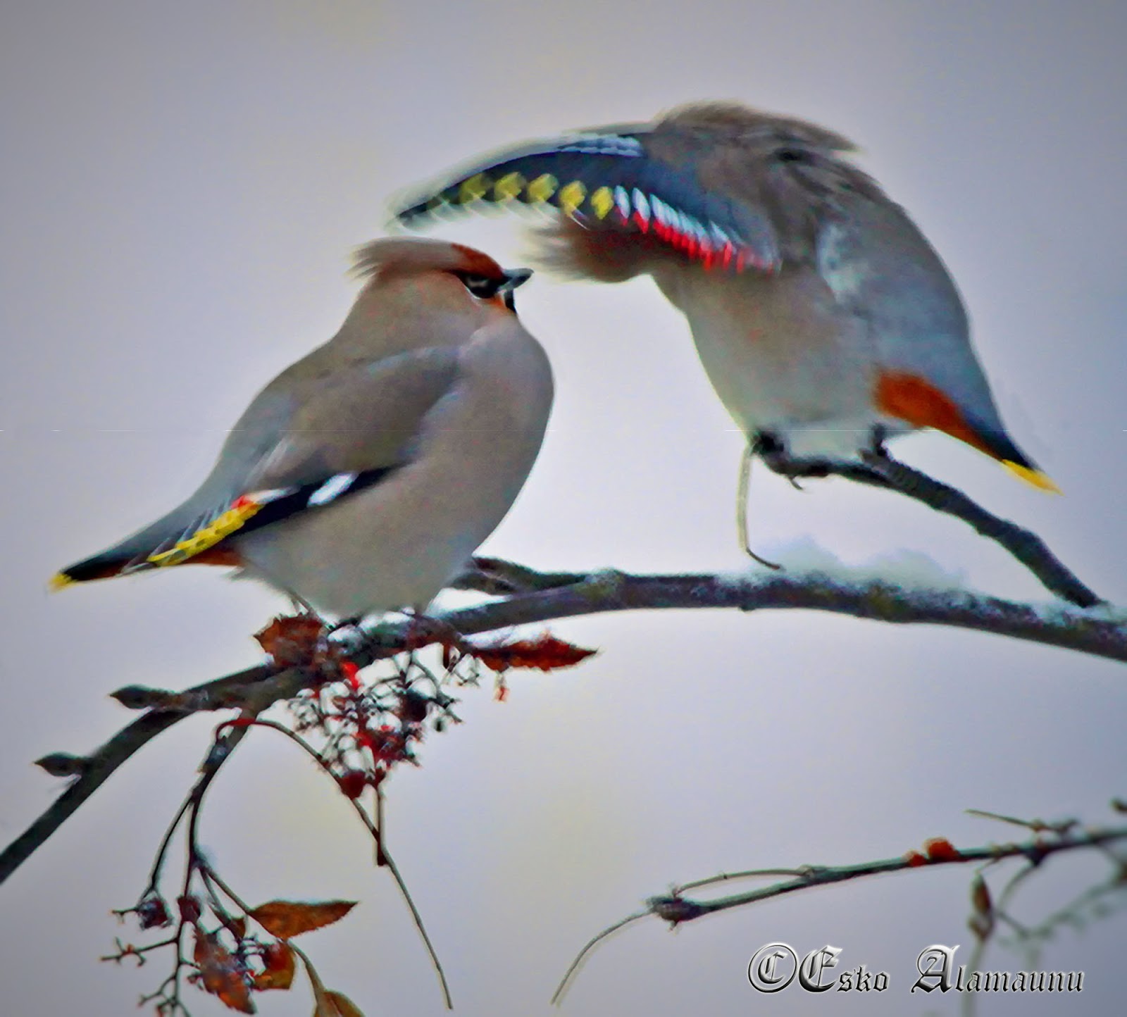 Eko-Kuvia: Lintuja Joulun odotuksessa....