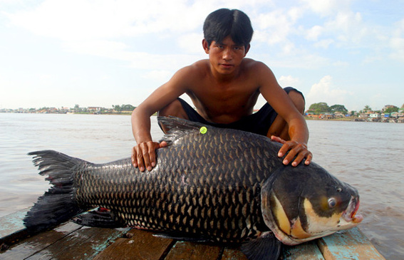 Ikan Raksasa di berbagai tempat di dunia - Fish Information (INDONESIA)