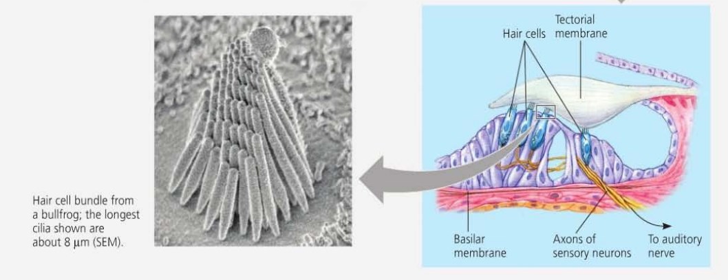 Indera Pendengaran Manusia: Telinga