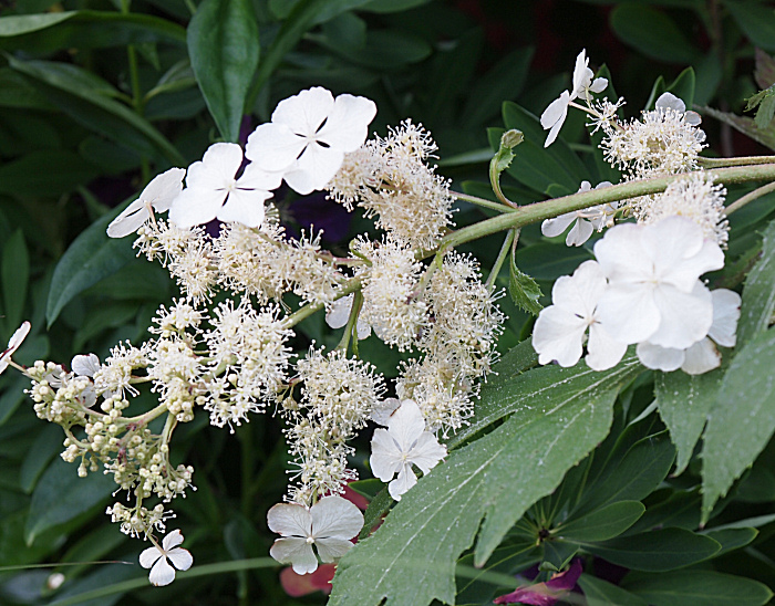Hydrangea - Blütenwunder der Vielfalt: Hydrangea quercifolia 'Ice Crystal'